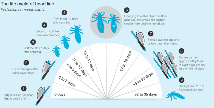 What you Need to Know About Head Lice - Mum's Lounge