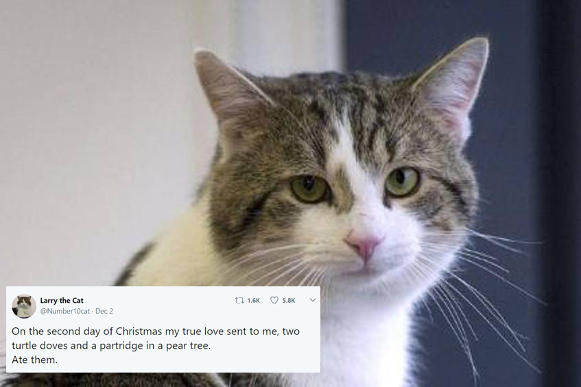 Larry the Cat Celebrates 12 Days of Christmas The Only Way a Cat Knows ...